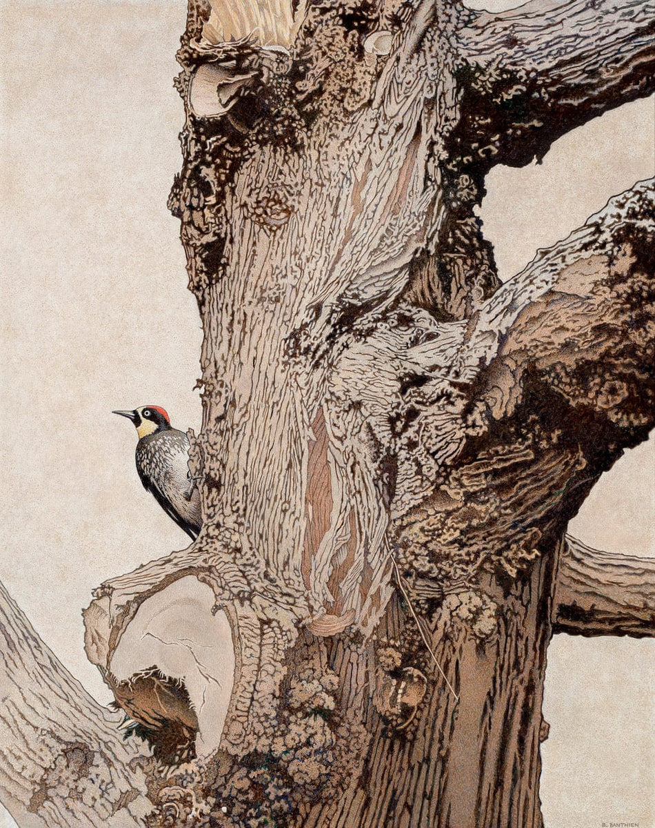 Acorn Woodpecker on Monterey Cypress – The Highlight Gallery